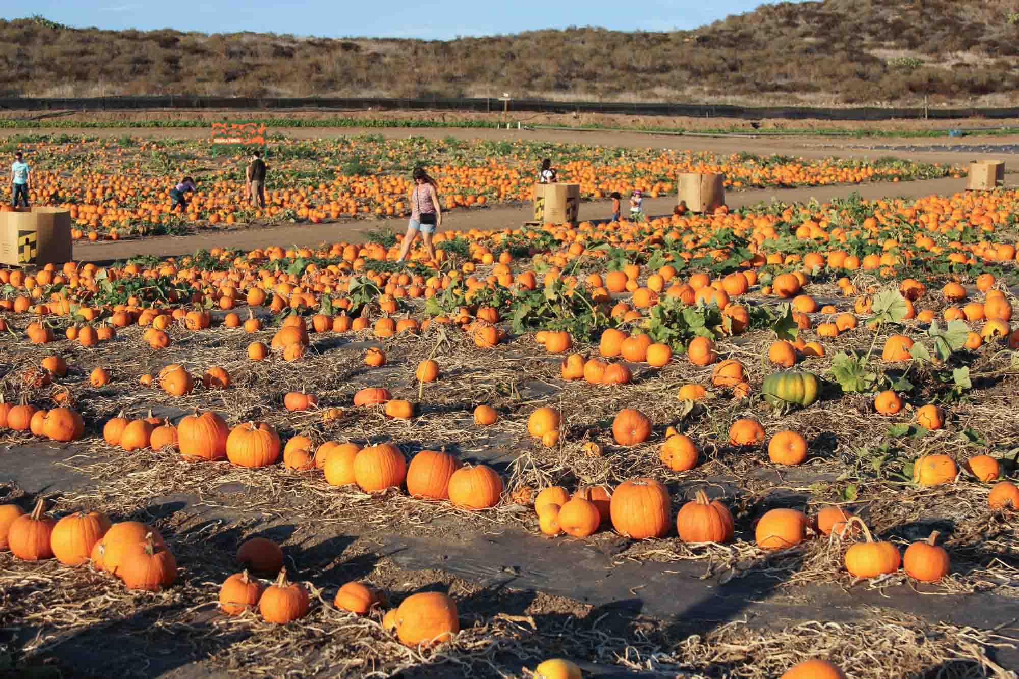 30 Best Things To Do in Orange County, CA (From A Local!) - Hungry Huy